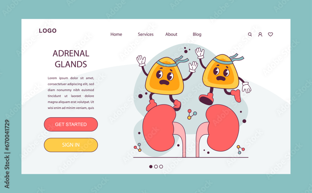 Endocrine system organ. Human gland function. Adrenal gland. Human ...