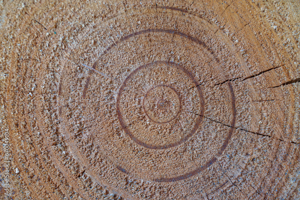 Close-up slice of wood cross-section texture. pine lumber, Wooden ...