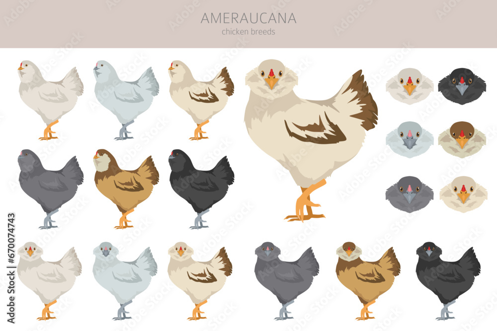 Ameraucana Chicken breeds clipart. Poultry and farm animals. Different ...