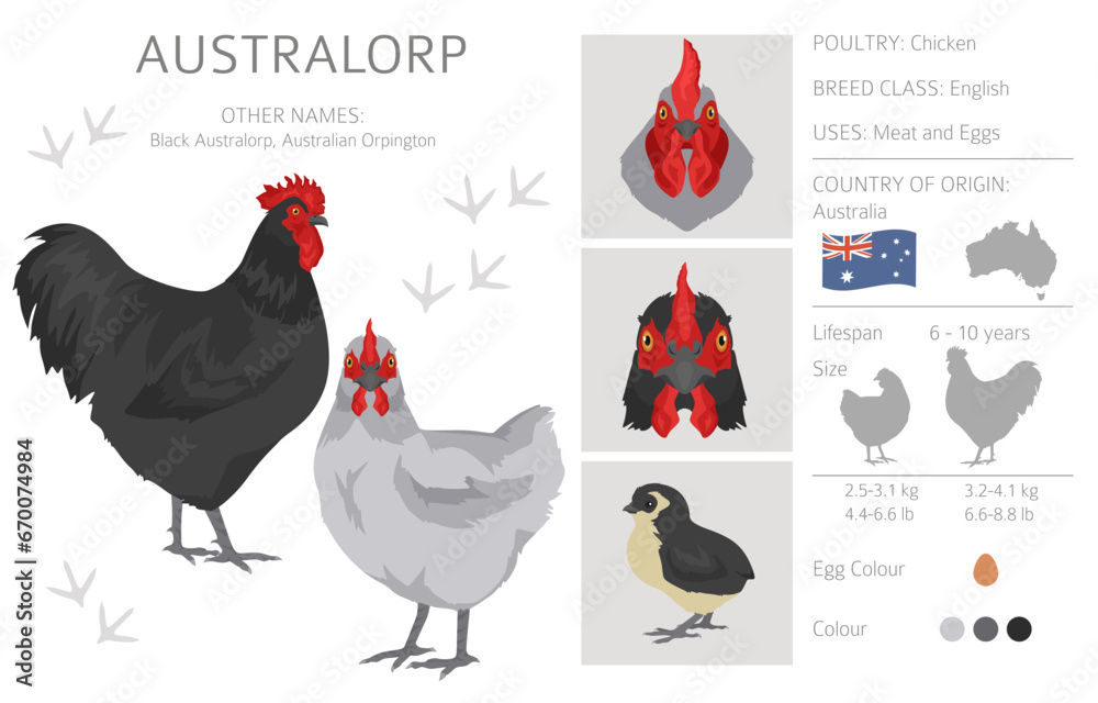 Australorp Chicken breeds clipart. Poultry and farm animals. Different ...