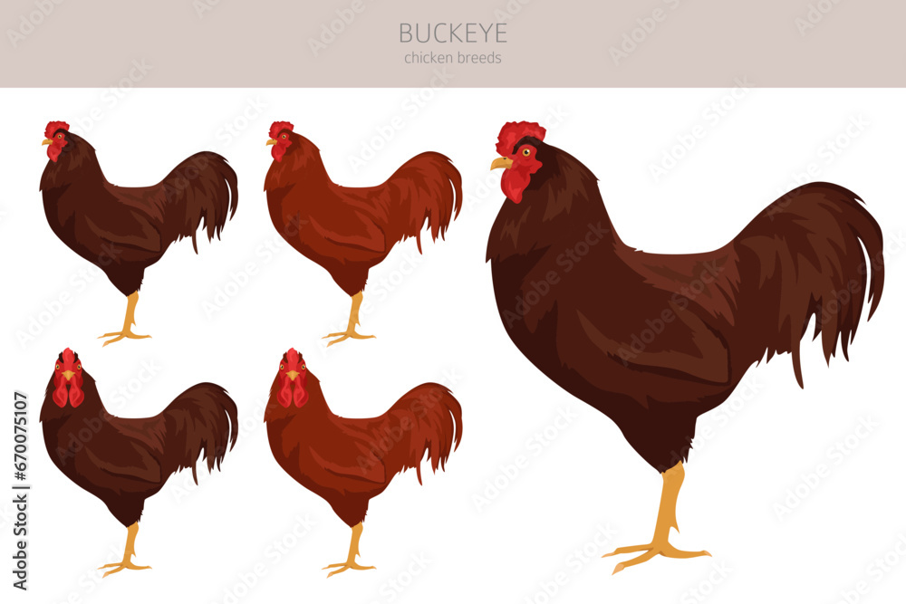 Buckeye Chicken breeds clipart. Poultry and farm animals. Different ...