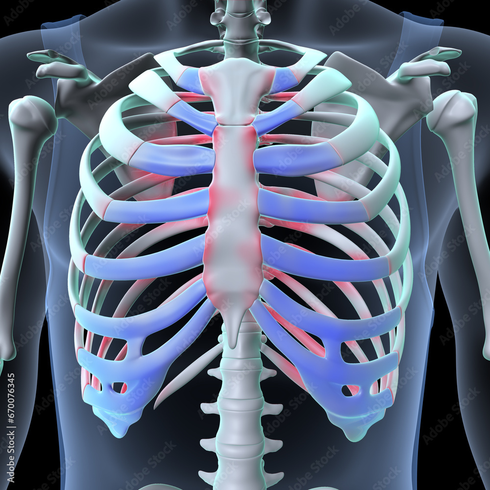 male skeleton ribs,sacrum,lumbar vertebrae,scapula and sternum anatomy ...