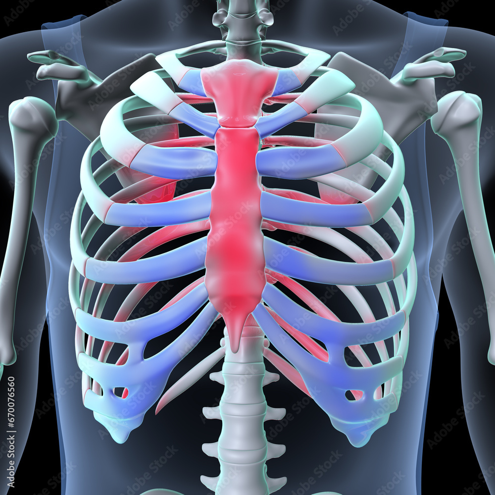 male skeleton ribs,sacrum,lumbar vertebrae,scapula and sternum anatomy ...