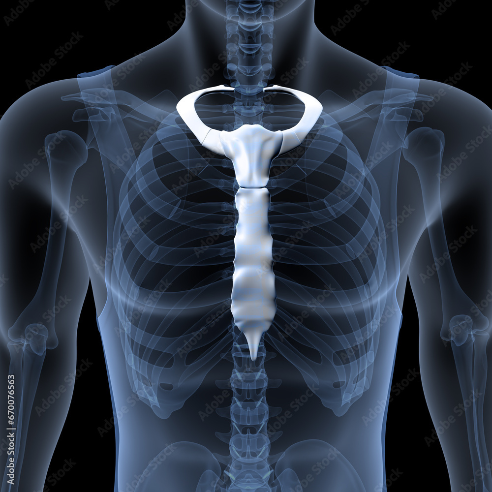 male skeleton ribs,sacrum,lumbar vertebrae,scapula and sternum anatomy ...