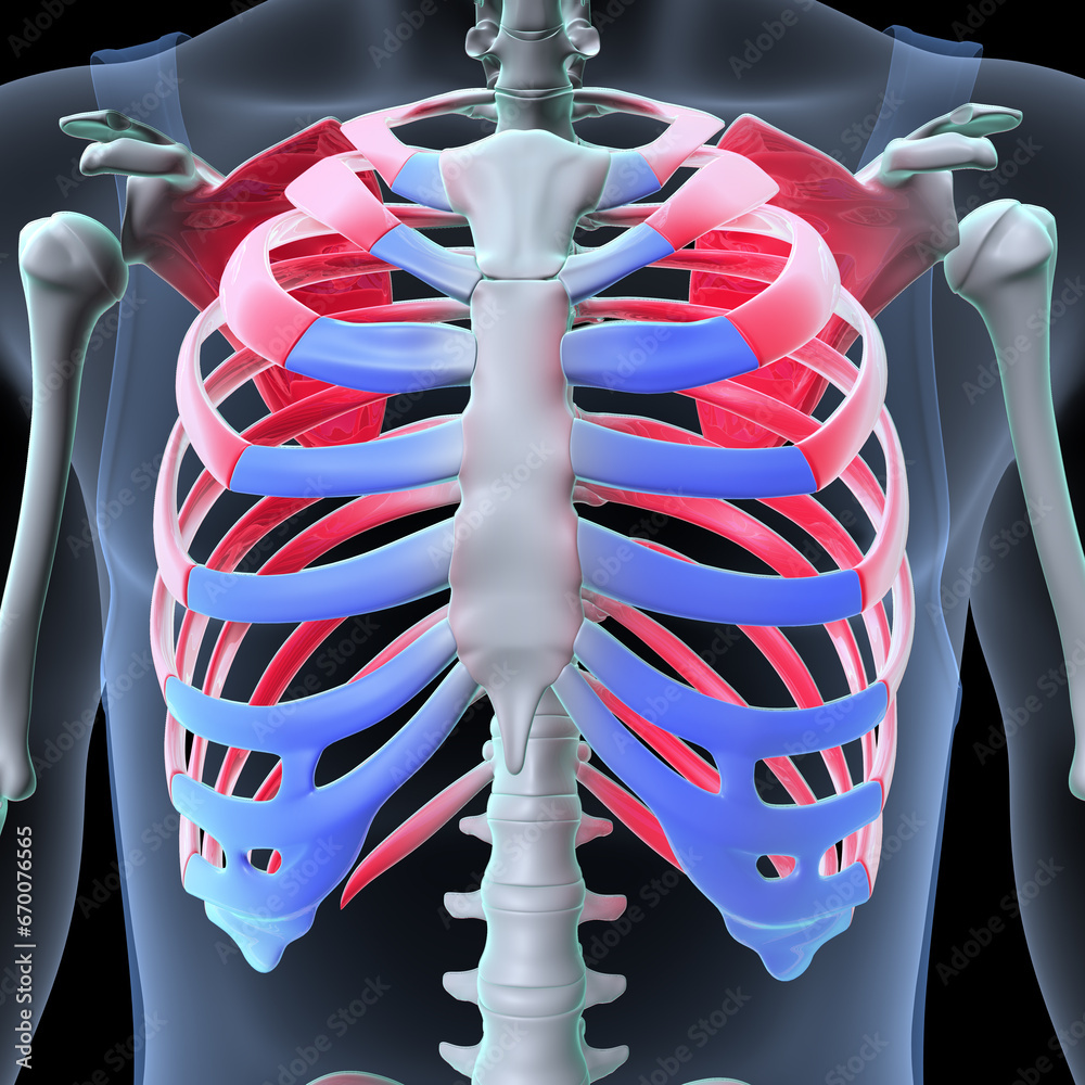 male skeleton ribs,sacrum,lumbar vertebrae,scapula and sternum anatomy ...