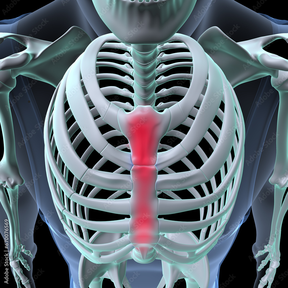 male skeleton ribs,sacrum,lumbar vertebrae,scapula and sternum anatomy ...