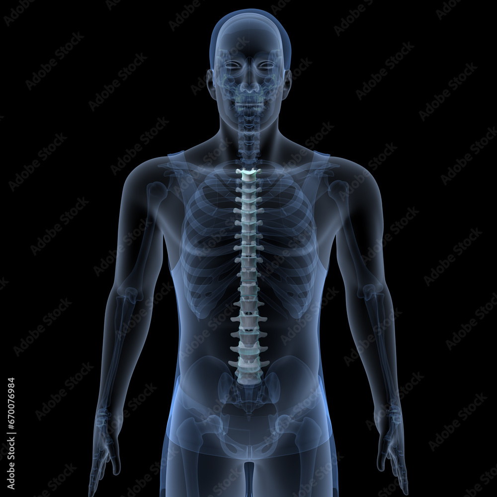 male skeleton ribs,sacrum,lumbar vertebrae,scapula and sternum anatomy ...