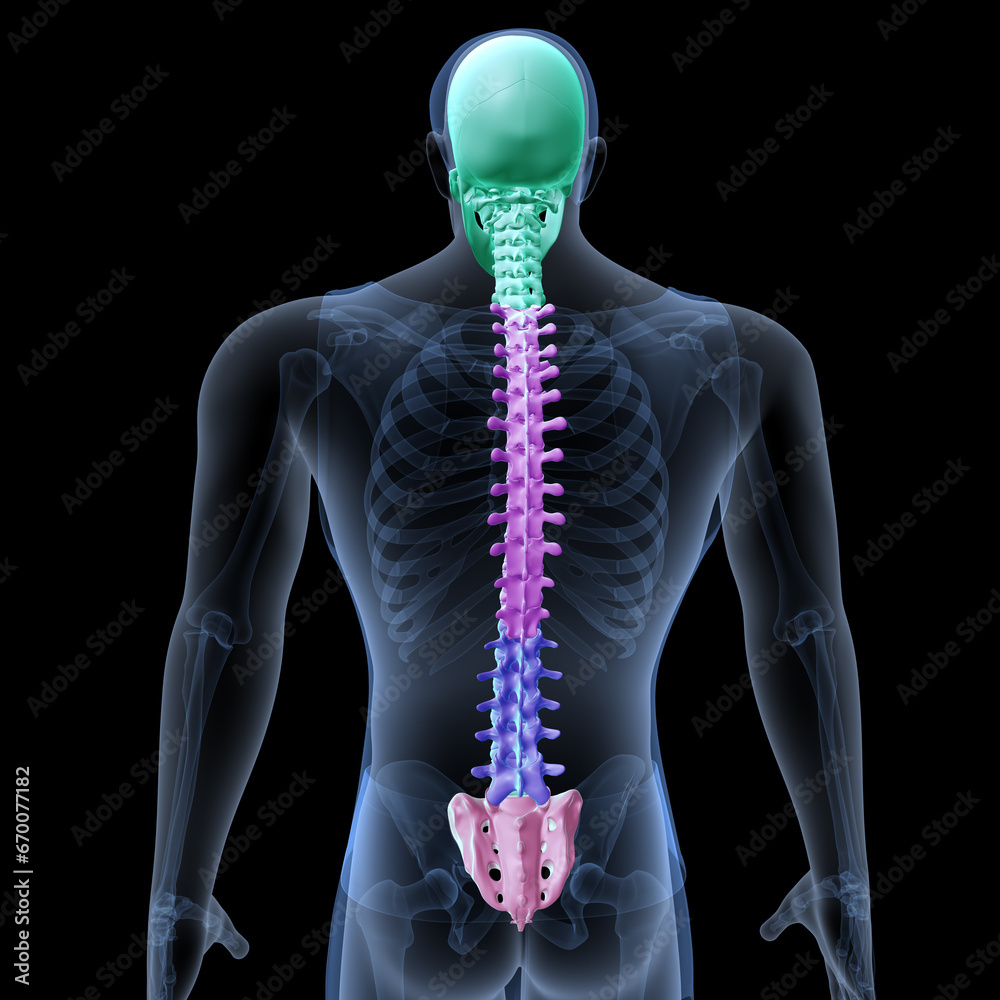 male human body spine, backbone, vertebrae and sacrum anatomy. 3d ...