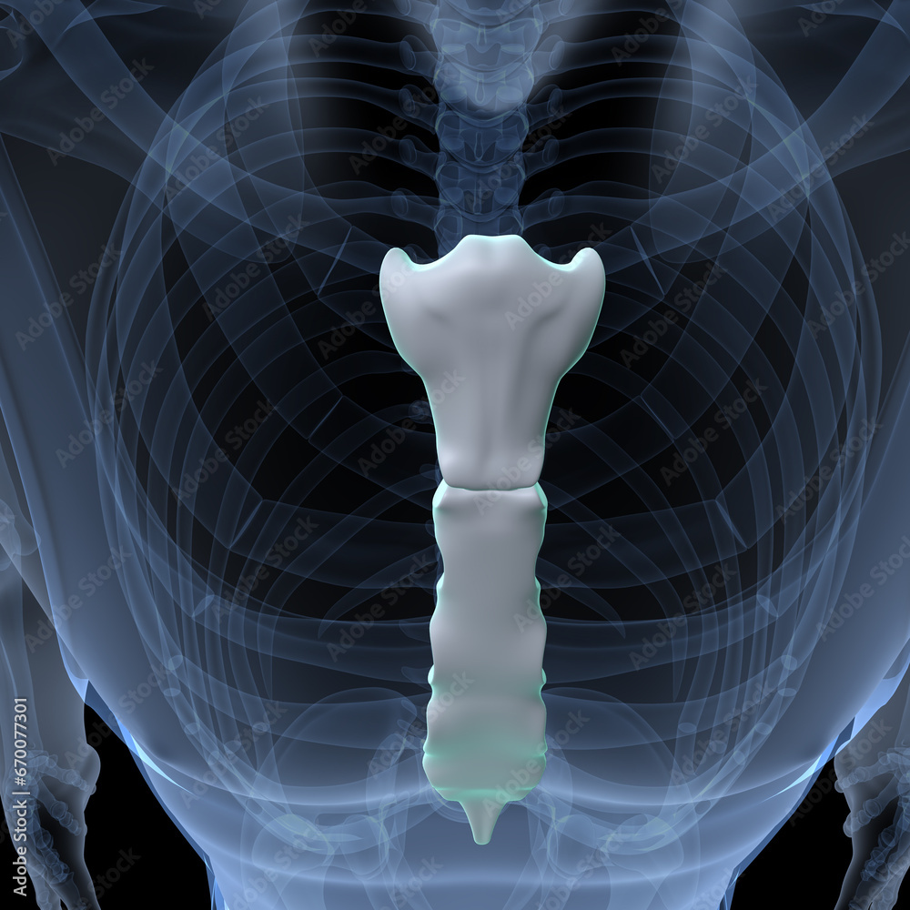 Human Skeleton Sternum Bone Anatomy. 3d illustration Stock Illustration ...