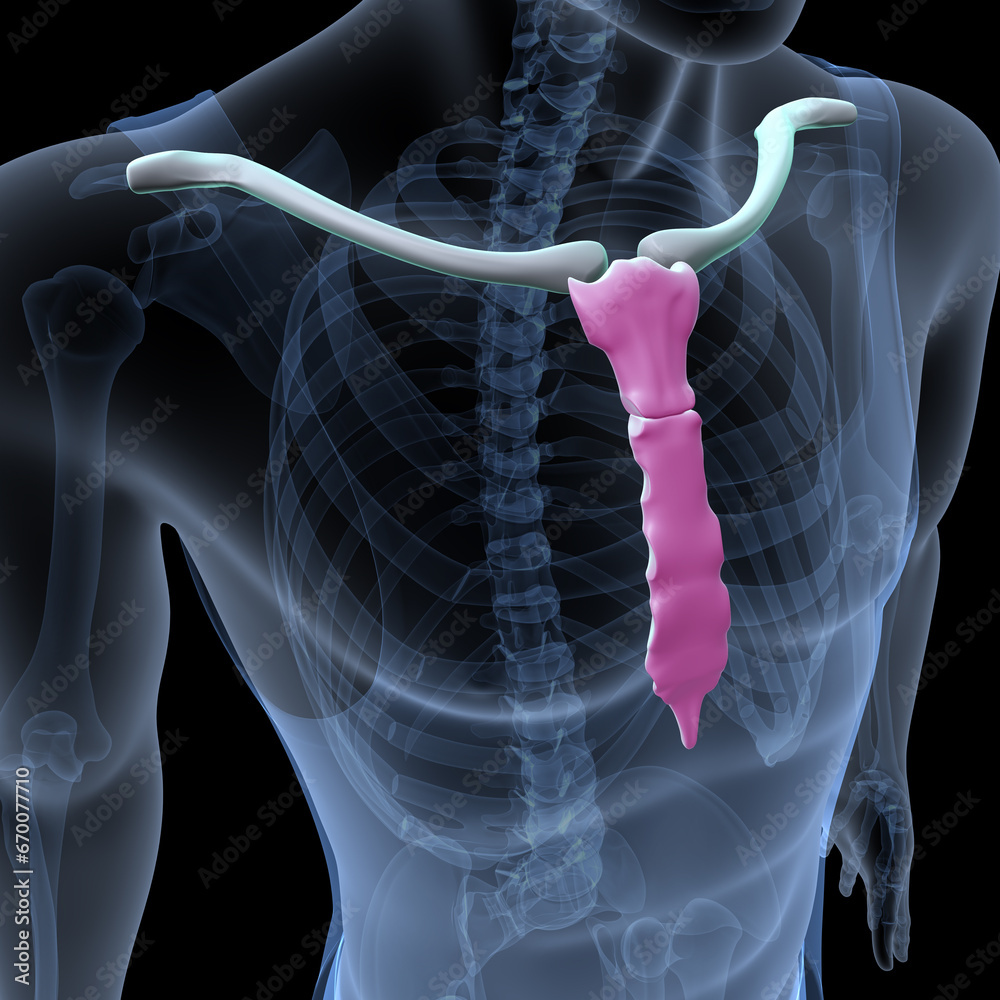 human skeleton scapula,ribs,sternum and manubrium anatomy. 3d ...