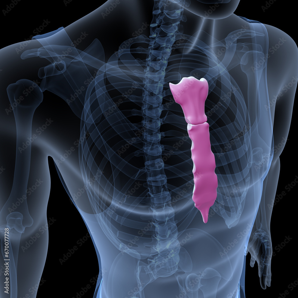 human skeleton scapula,ribs,sternum and manubrium anatomy. 3d ...