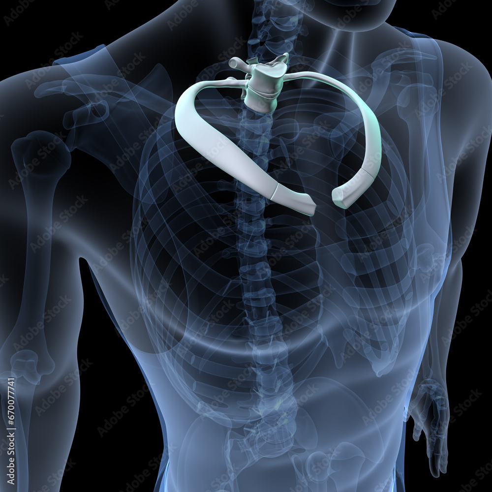 human skeleton scapula,ribs,sternum and manubrium anatomy. 3d ...