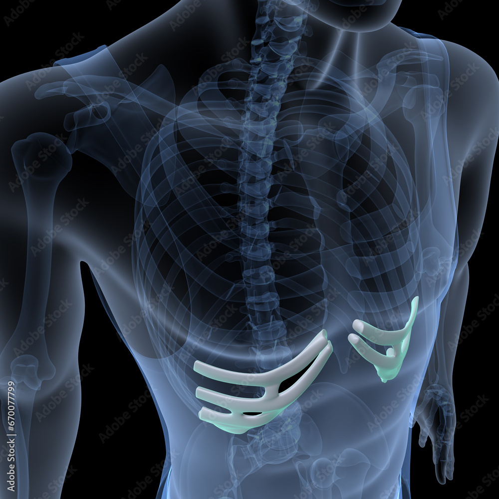 human skeleton scapula,ribs,sternum and manubrium anatomy. 3d ...