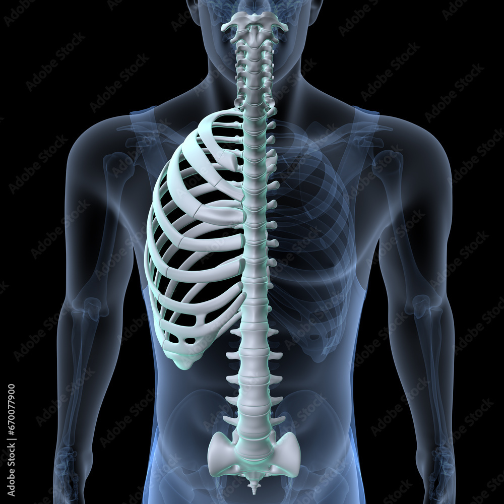human skeleton scapula,ribs,sternum and manubrium anatomy. 3d ...