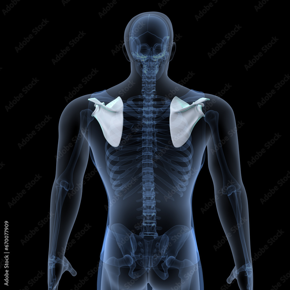 3d illustration of human skeleton scapula bone anatomy. Stock ...