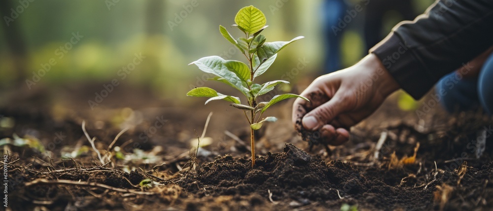 In a peaceful woodland, a multicultural family collectively plants a ...