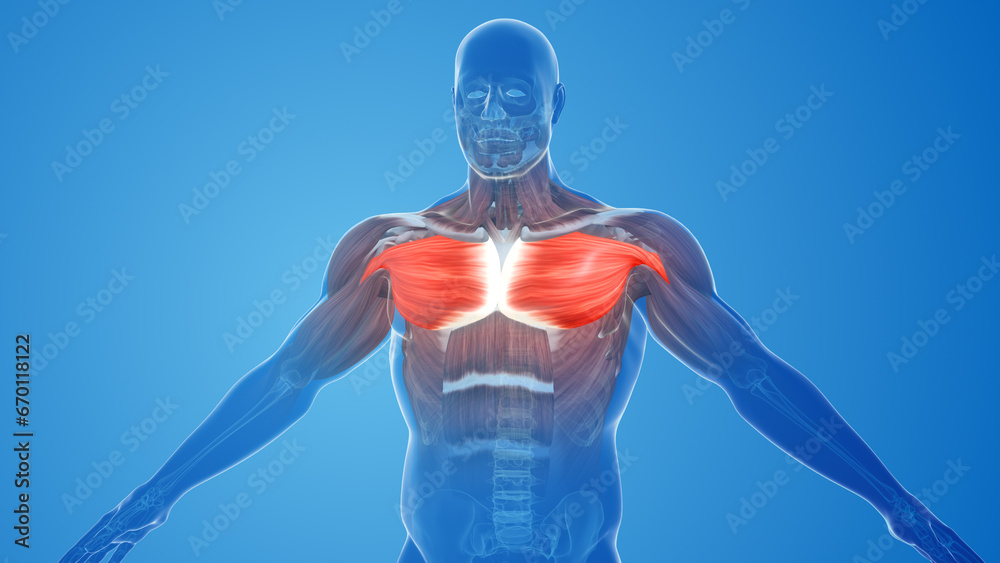 Chest Pectoralis Major and Minor Muscles pain and injury Stock ...