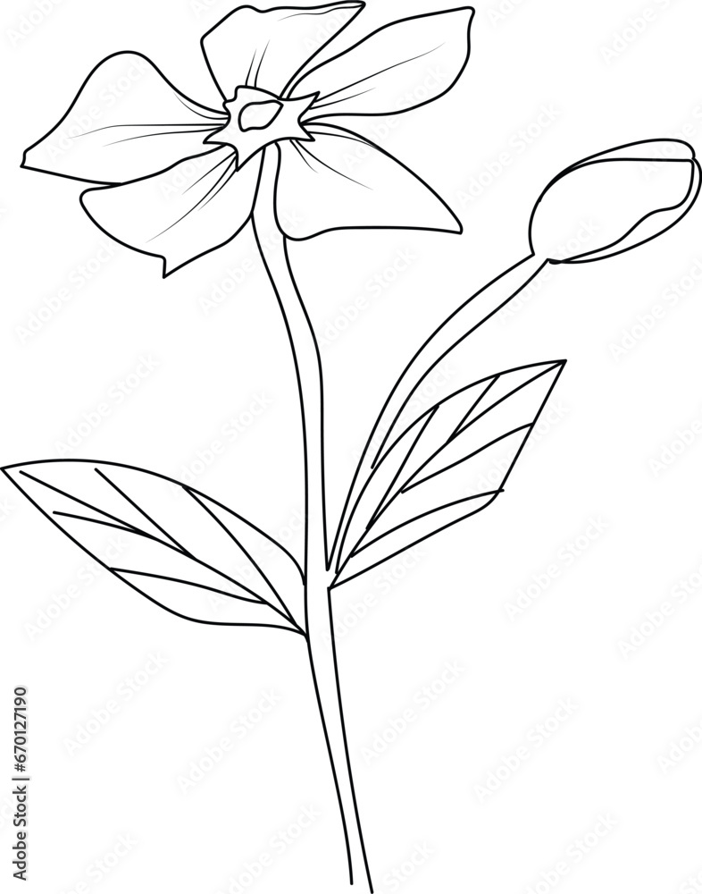periwinkle flower sketch, clip art minimilist periwinkle flower outline ...