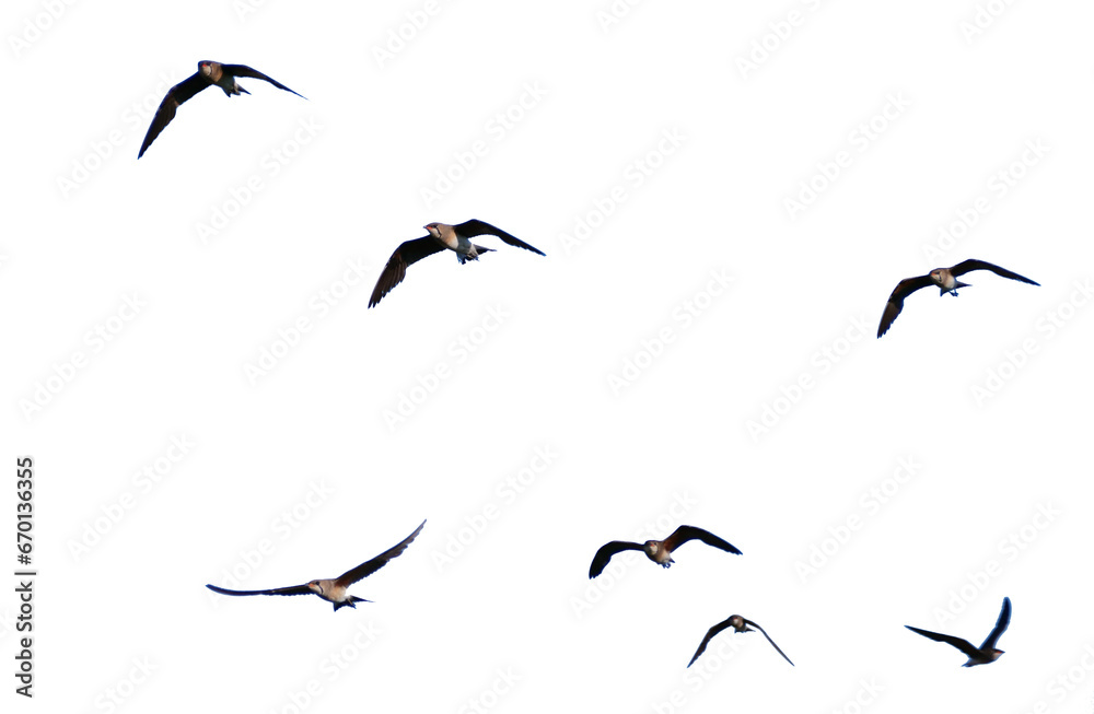 Realistic image of a flock of birds flying on a transparent background ...