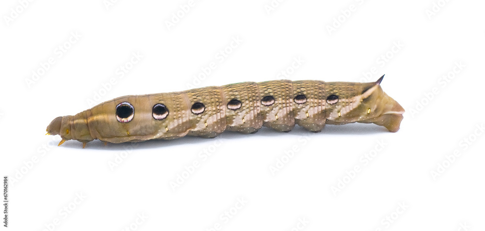 Tersa Sphinx hawk moth - Xylophanes tersa - brown coloring with Dark ...