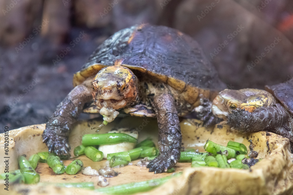 Chinese box turtle also yellow-margined box turtle also golden-headed ...