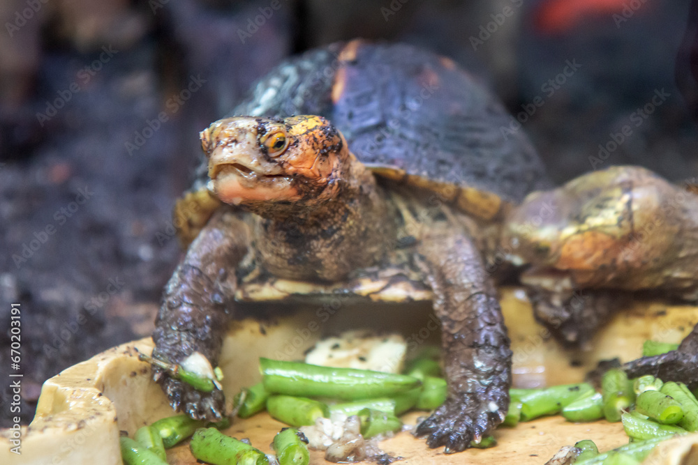 Chinese box turtle also yellow-margined box turtle also golden-headed ...