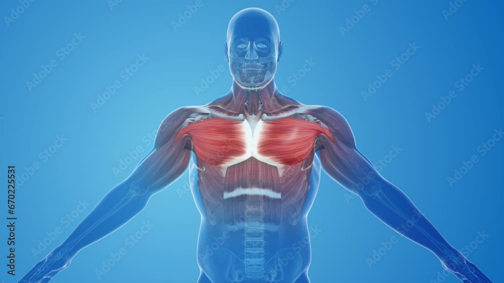 Chest Pectoralis Major and Minor Muscles pain and injury Stock ビデオ ...