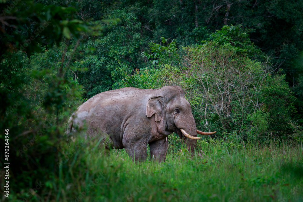beautiful male elephant with large ivory standing on green field of ...