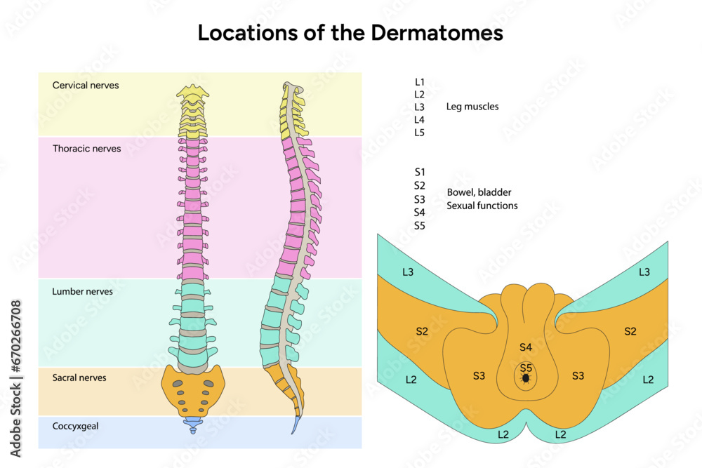 Location Of The Dermatomes Female And Male With Spinal Cord Stock