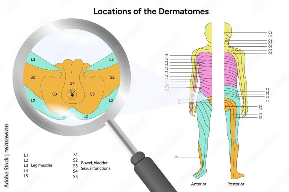 Location Of The Dermatomes Male Stock Vector Adobe Stock