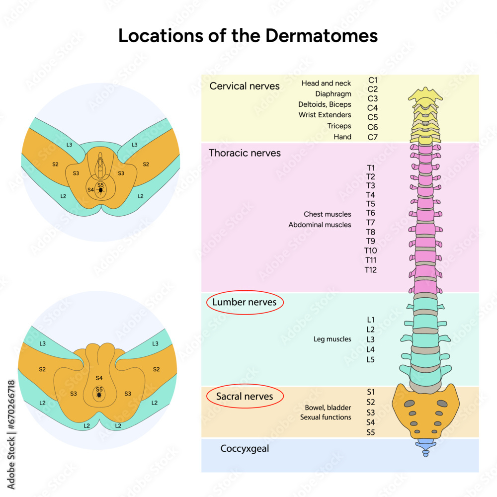 Location of the dermatomes female and male with spinal cord Stock ...