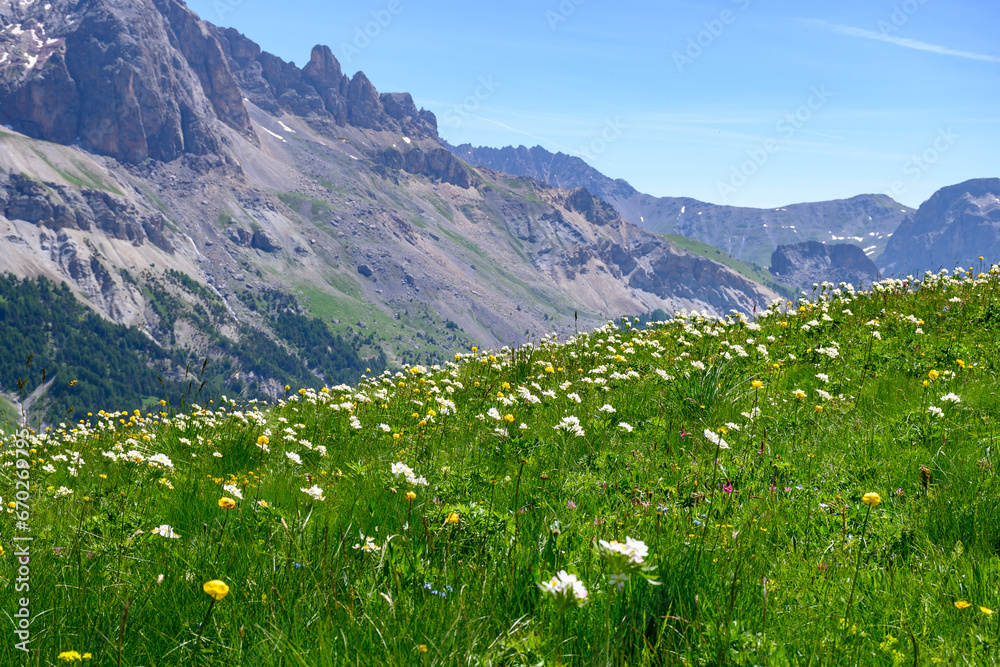 Blossom of colorful wild flowers on alpine meadows neat Col du Lautaret ...