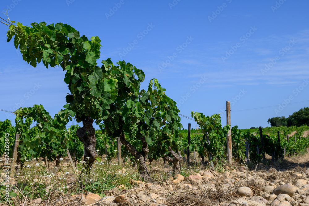 Vineyards of Chateauneuf du Pape appellation with grapes growing on ...