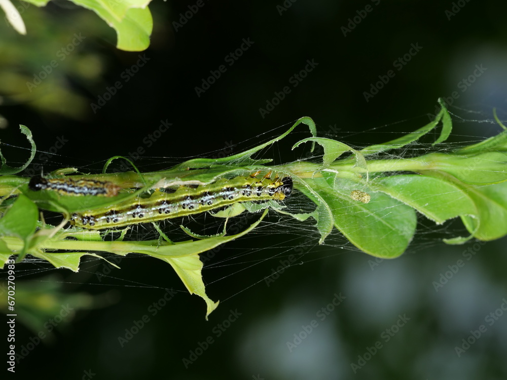 Raupe von Buchsbaumzünsler (Cydalima perspectalis) auf Buchsbaum ...