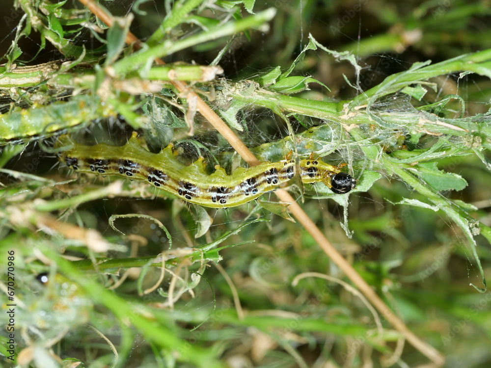 Raupe von Buchsbaumzünsler (Cydalima perspectalis) auf Buchsbaum ...