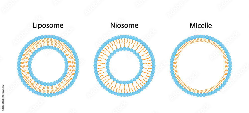 Liposome structure, phospholipid bilayer with hydrophilic head and ...