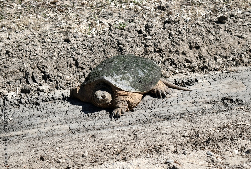 Snapping turtle on the ground Stock Photo | Adobe Stock