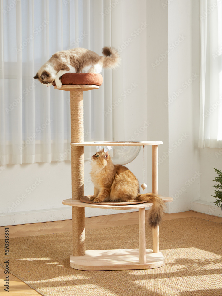 Climbing cat tree store