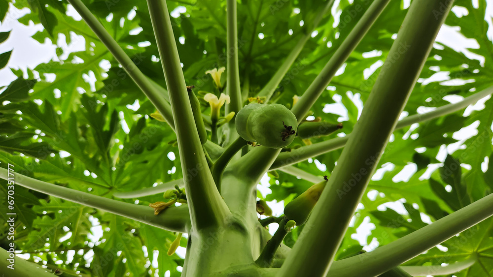 The papaya tree, with its vibrant and fragrant blossoms, is in the ...