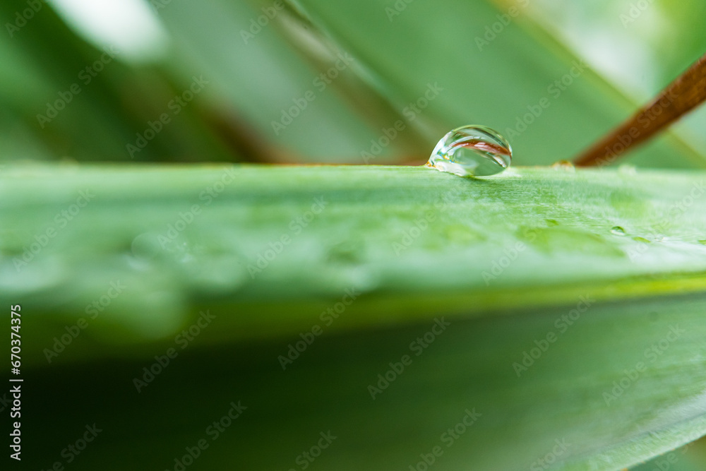 Clear raindrops on the green grass after the rain in the daytime. Photo ...