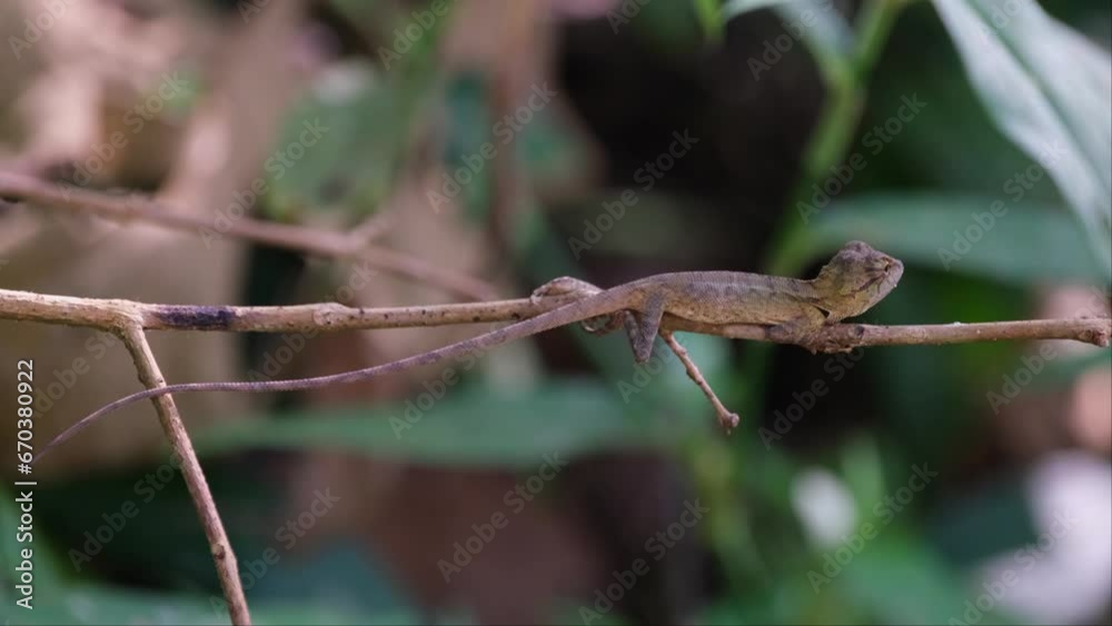 Seen facing tot he right while resting the full length of its body on a ...