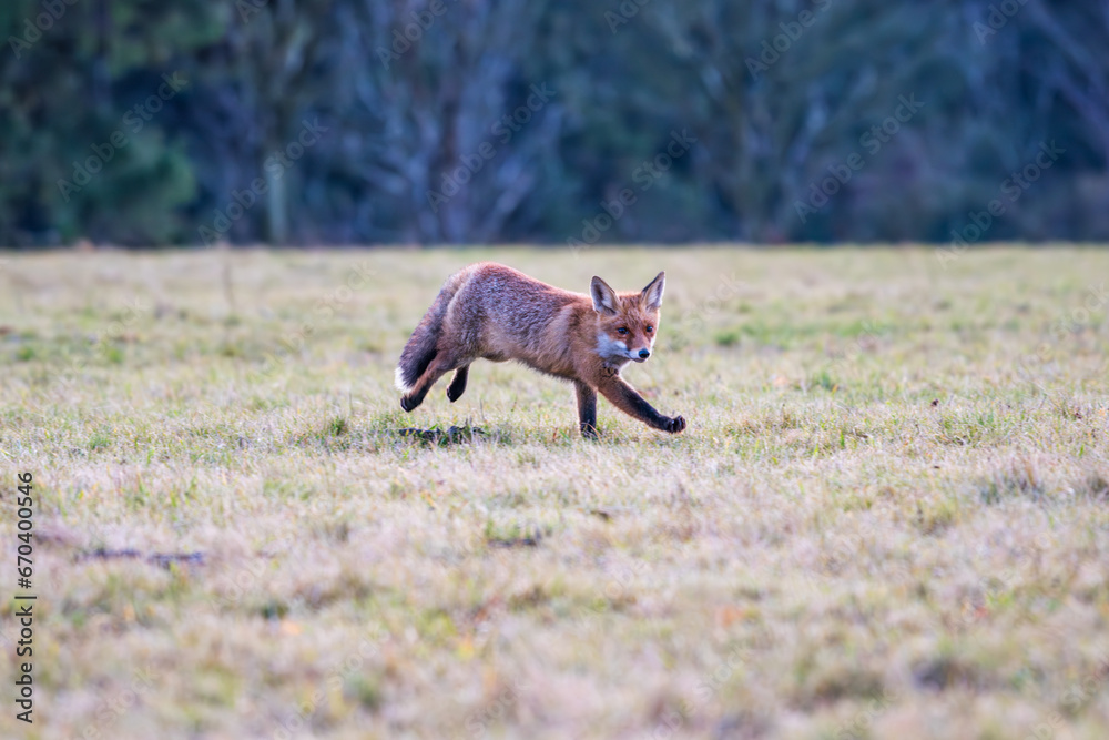 Red Fox. The species has a long history of association with humans.The ...
