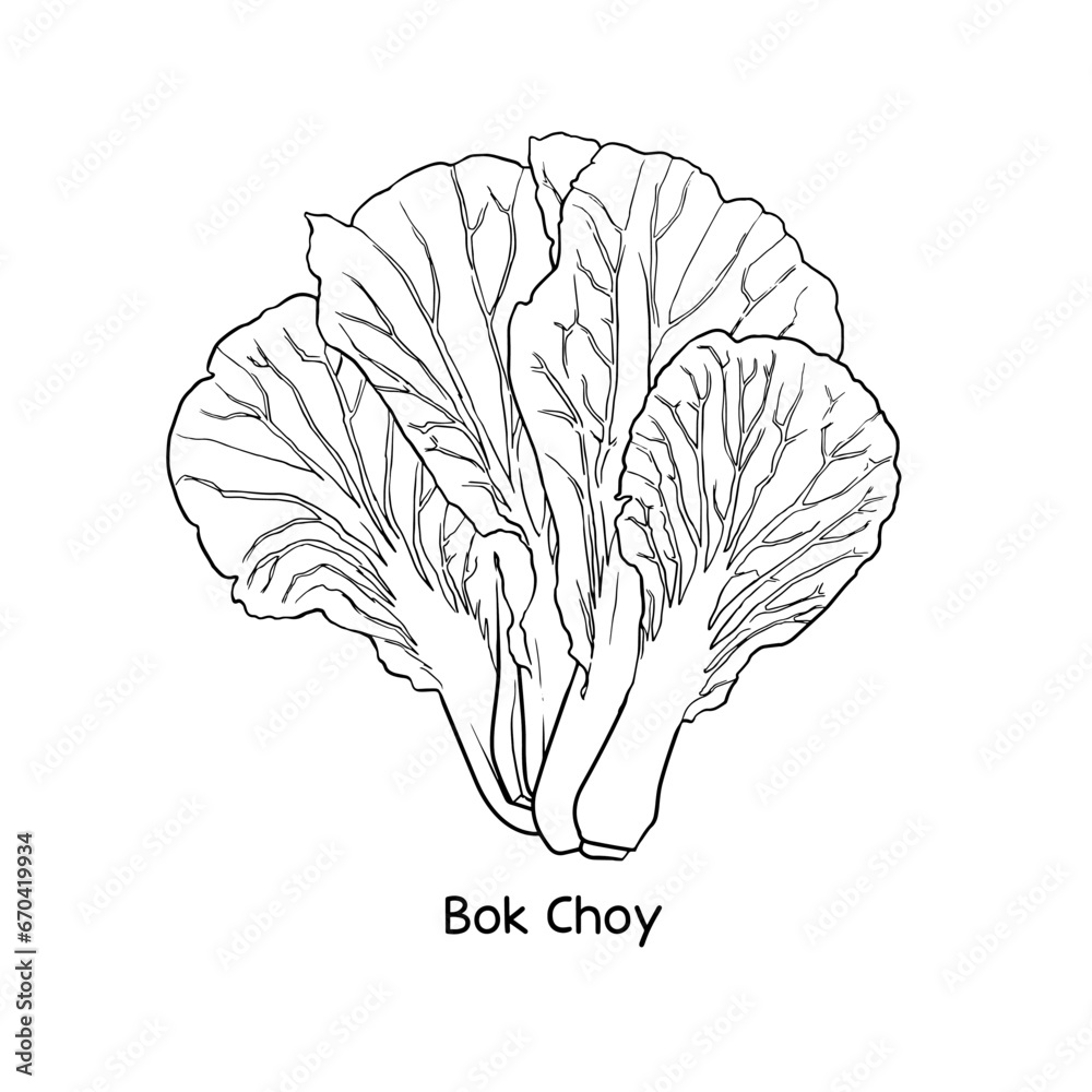 outline drawing of bok choy on white background. vector hand drawn ...