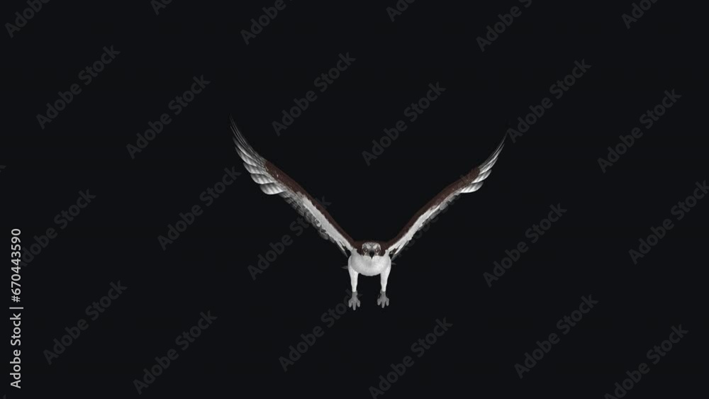 Osprey Hawk Raptor Bird - Flying Loop - Front View Closeup - Realistic ...