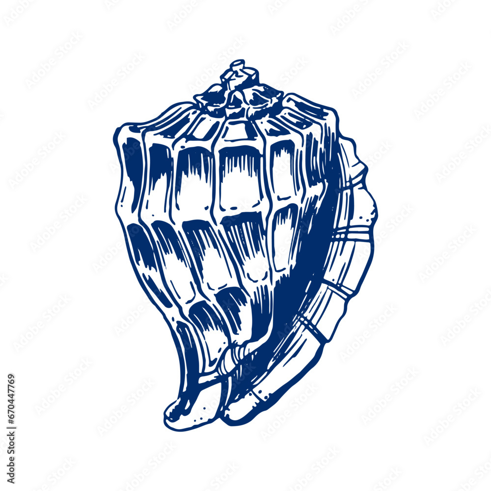 Shell. Hand drawn seashells. Engraving on a marine theme. Vector ...