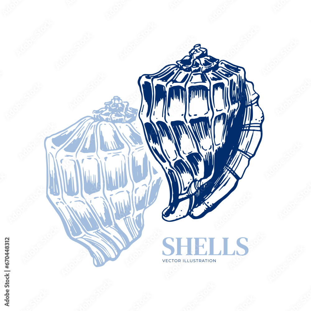 Shell. Hand drawn seashells. Engraving on a marine theme. Vector ...