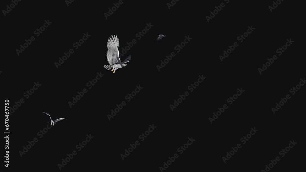Three Harpy Eagles - Flying Around Loop - Realistic 3D animation ...