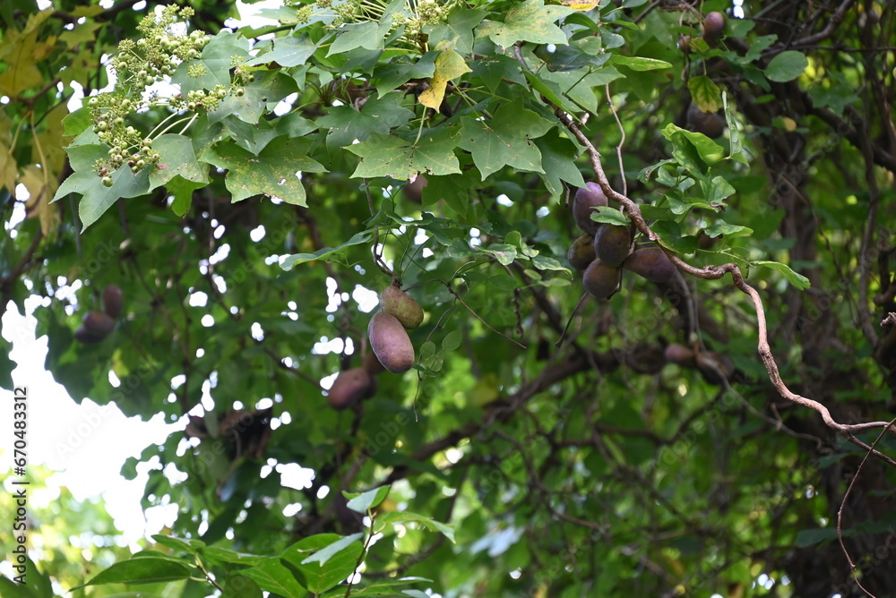 Chocolate vine ( Akebia quinata ) fruits. Lardizabalaceae deciduous ...