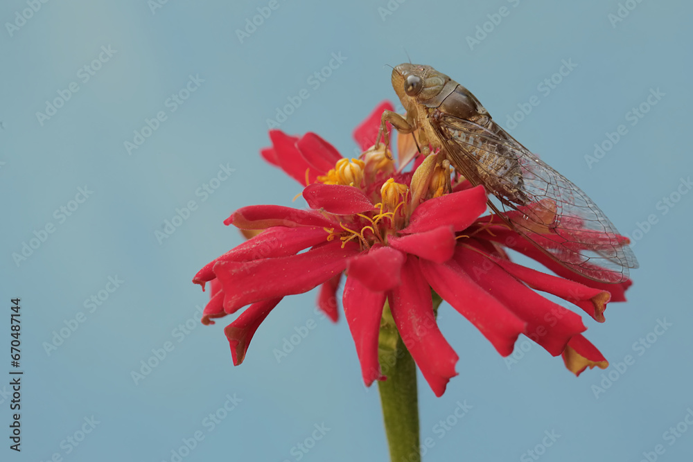 An evening cicada is looking for food on a paper flower. This insect ...