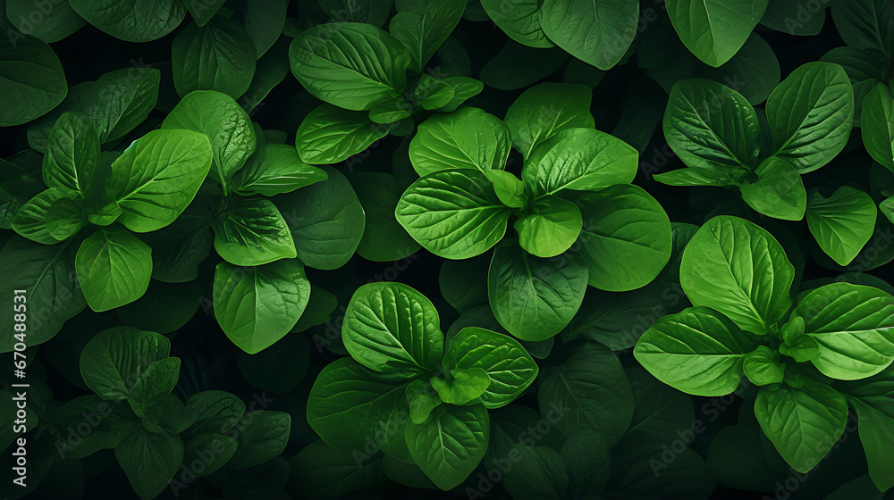 clean green wallpaper, free space, wallpaper, natural wallpaper, eco ...